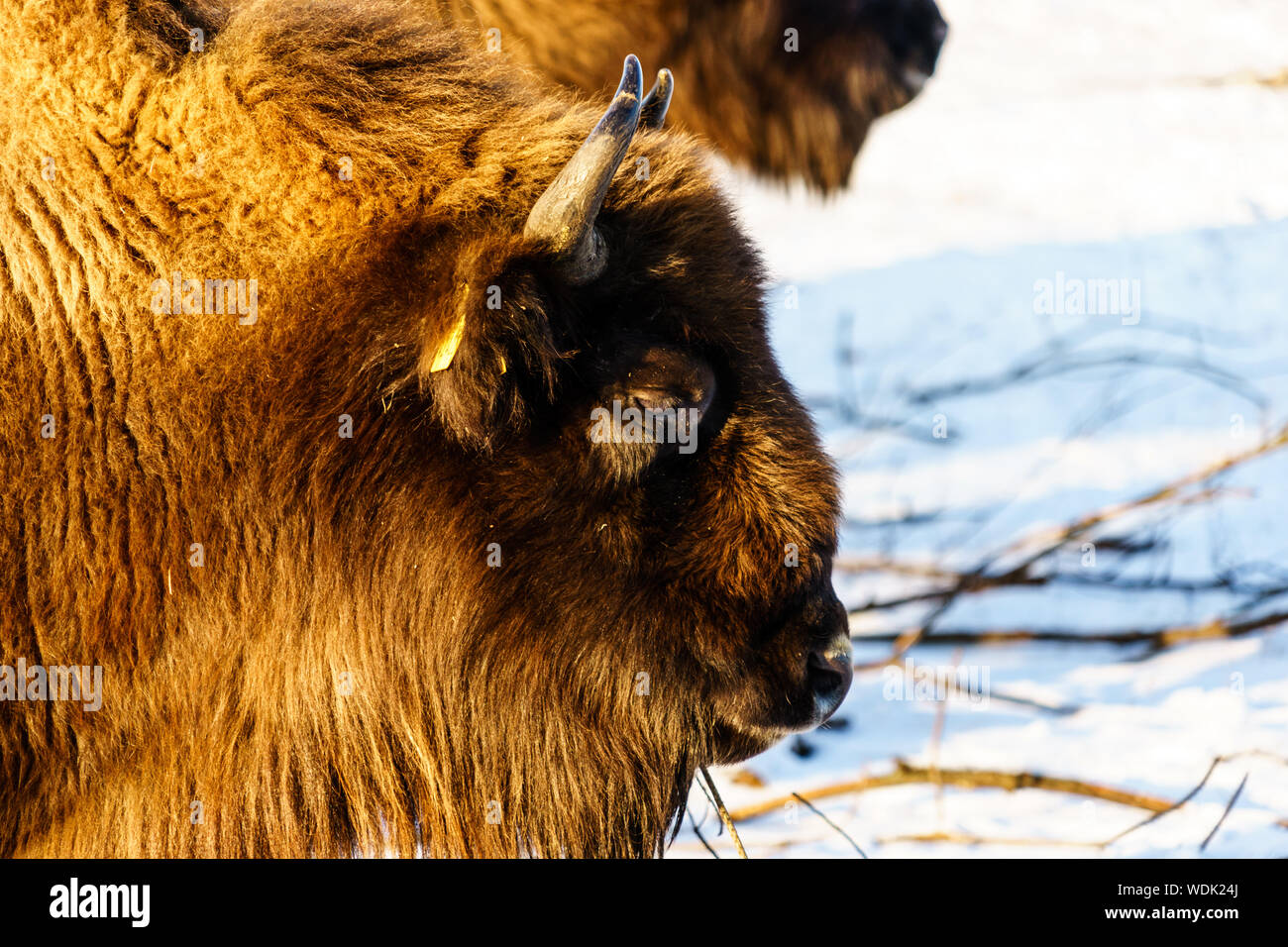 Close up of bison hi-res stock photography and images - Alamy
