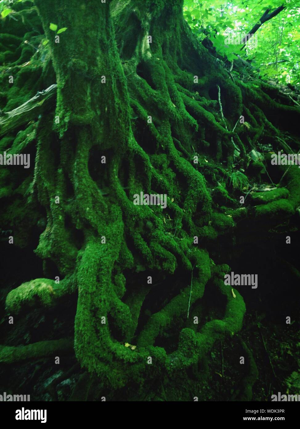 Tree roots and moss hi-res stock photography and images - Alamy