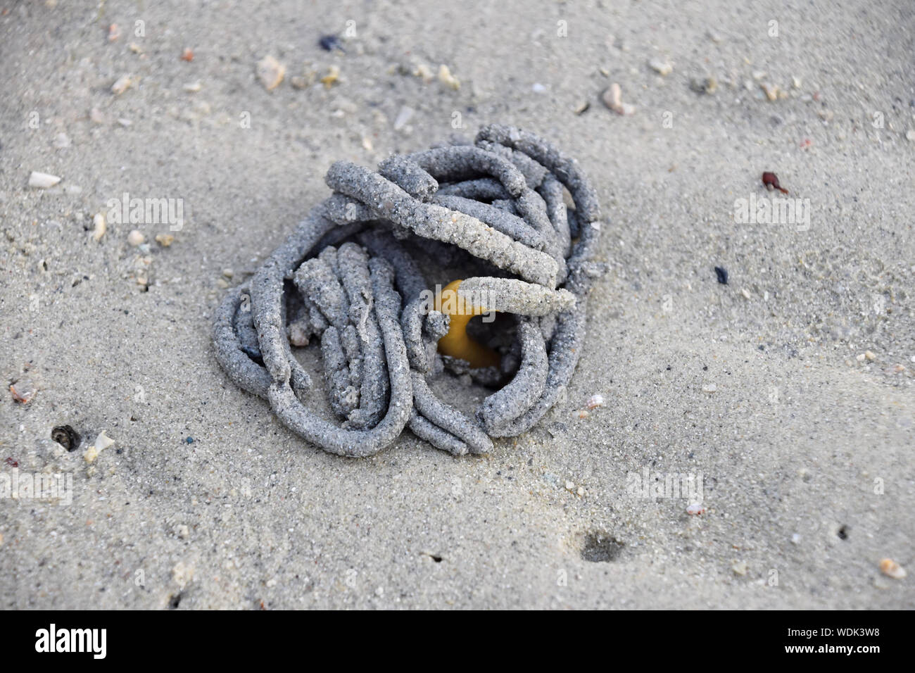 Lug worm hi-res stock photography and images - Alamy