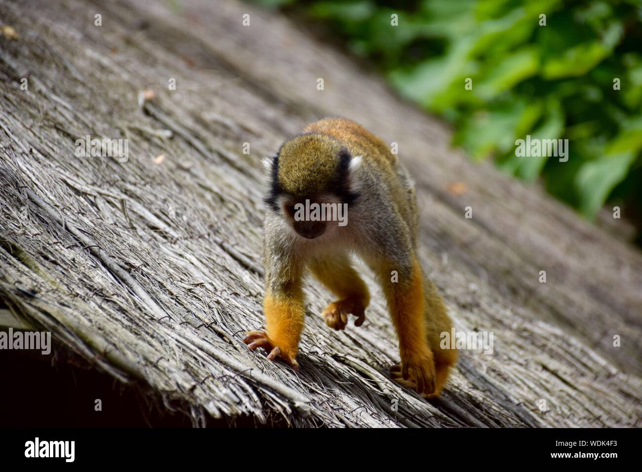 Thatched roof animal hi-res stock photography and images - Alamy