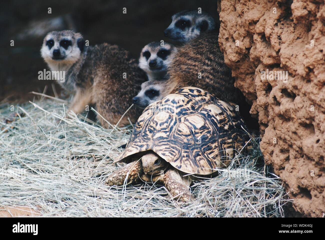 Meerkat together hi-res stock photography and images - Alamy