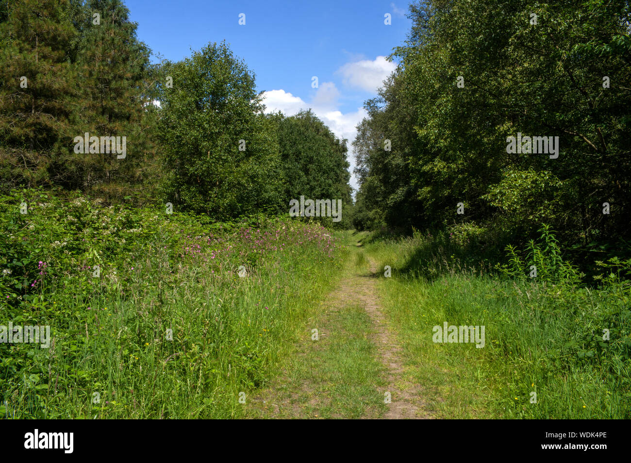 An access track in the forest allows foresters deep into the woodland ...