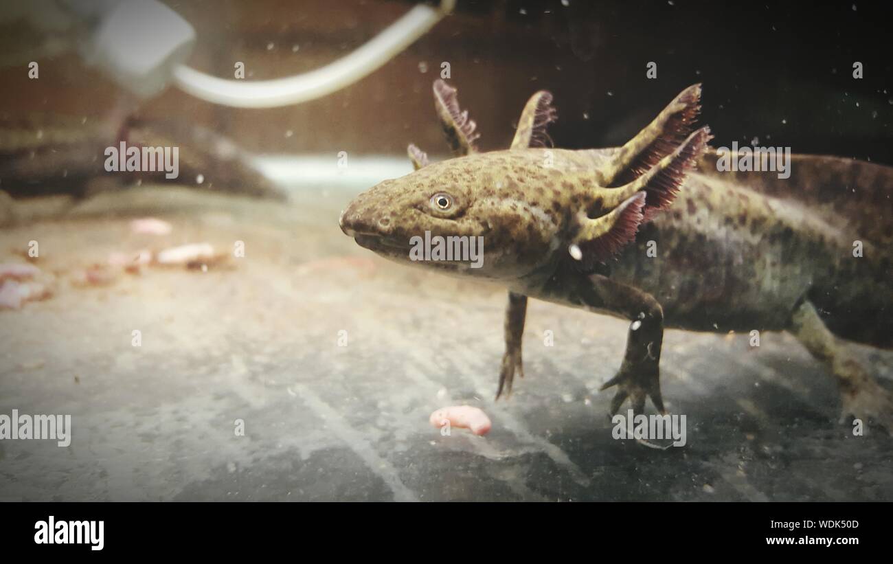 Animals axolotl hi-res stock photography and images - Alamy