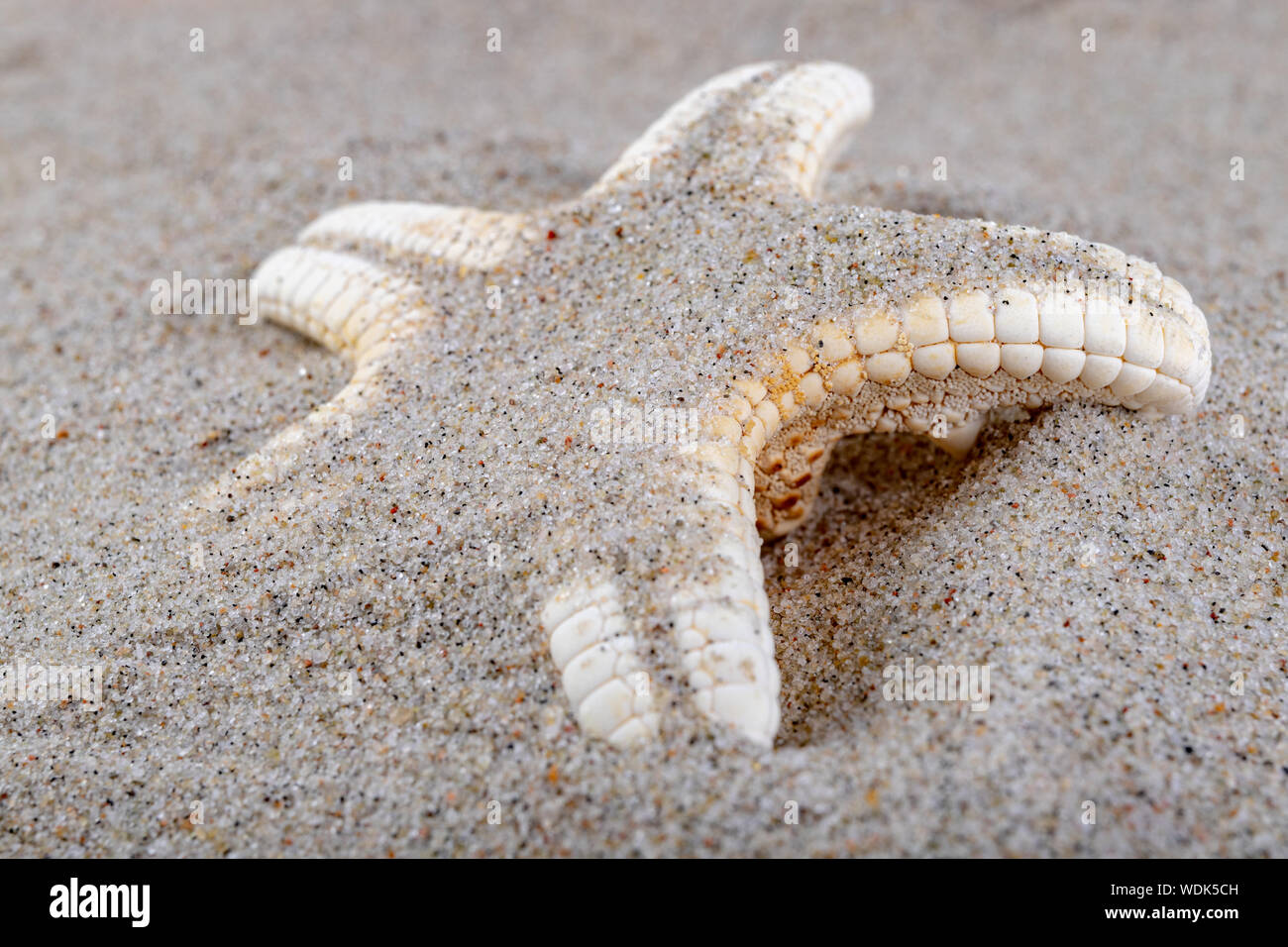 Empty shells on sea sand on the beach. Colorful shells of sea snails ...