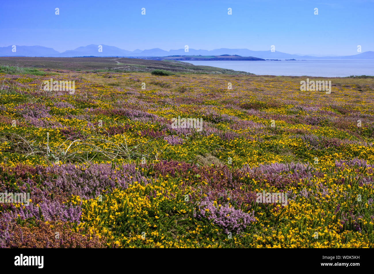 Irish insects hi-res stock photography and images - Alamy