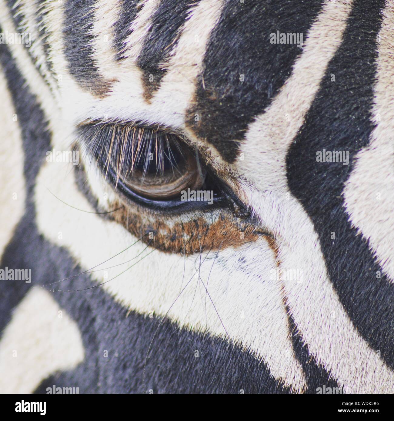 Zebra eye hi-res stock photography and images - Alamy