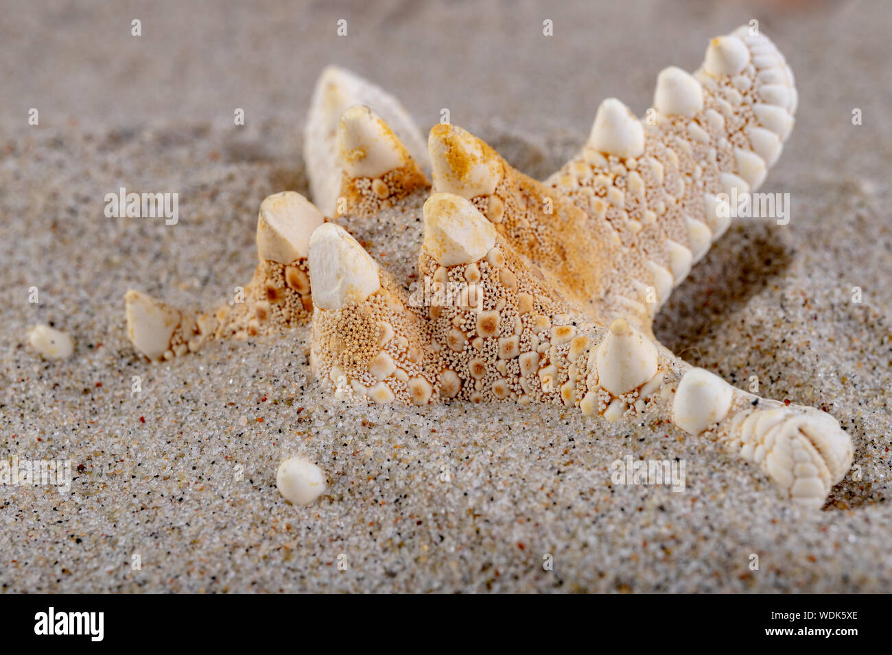 Empty shells on sea sand on the beach. Colorful shells of sea snails ...
