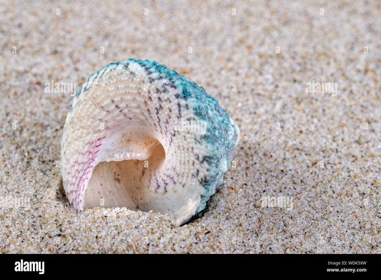 Empty shells on sea sand on the beach. Colorful shells of sea snails ...