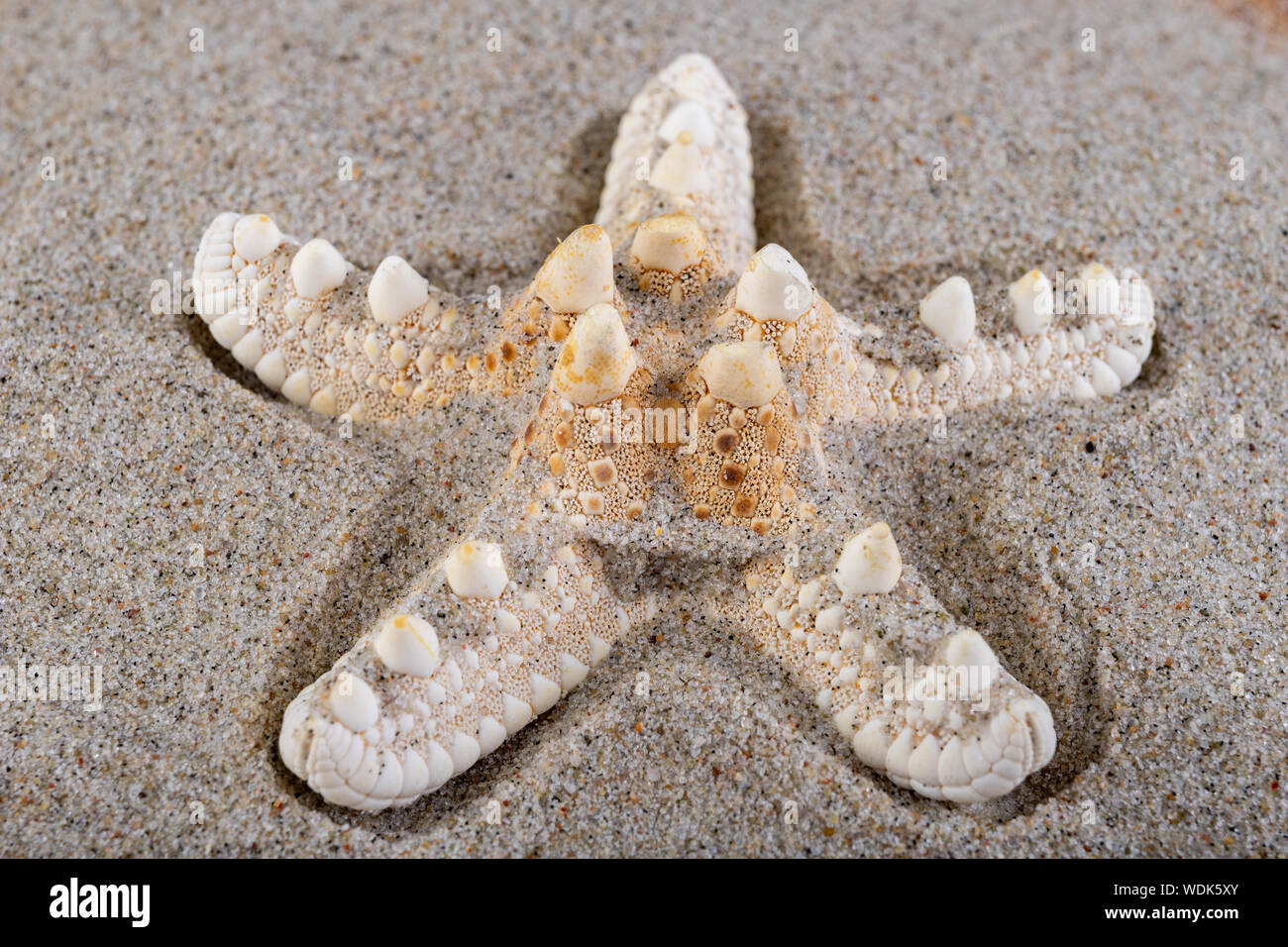 Empty shells on sea sand on the beach. Colorful shells of sea snails ...