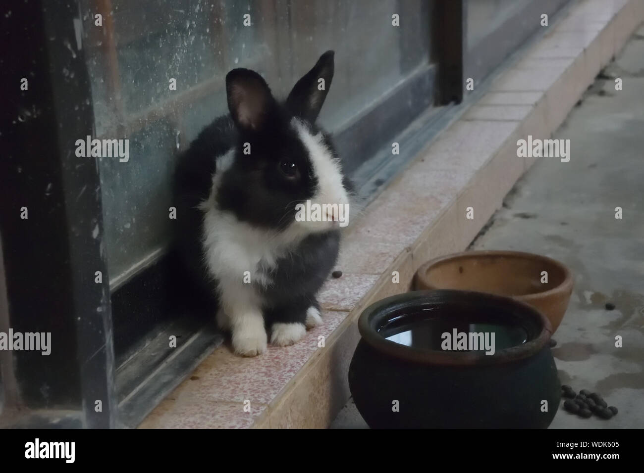 Rabbit close up staring at camera hi-res stock photography and images ...