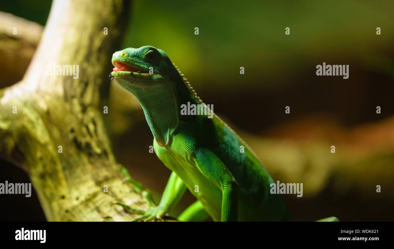 Gecko tree hi-res stock photography and images - Alamy