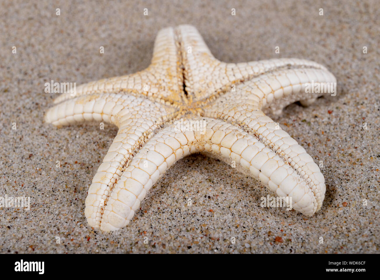 Empty shells on sea sand on the beach. Colorful shells of sea snails ...