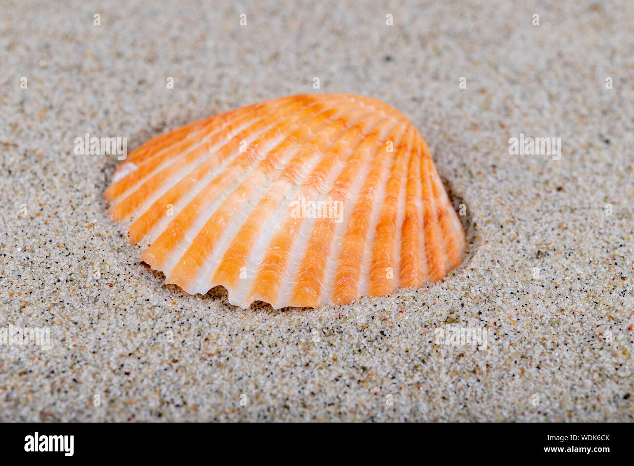Empty shells on sea sand on the beach. Colorful shells of sea snails ...