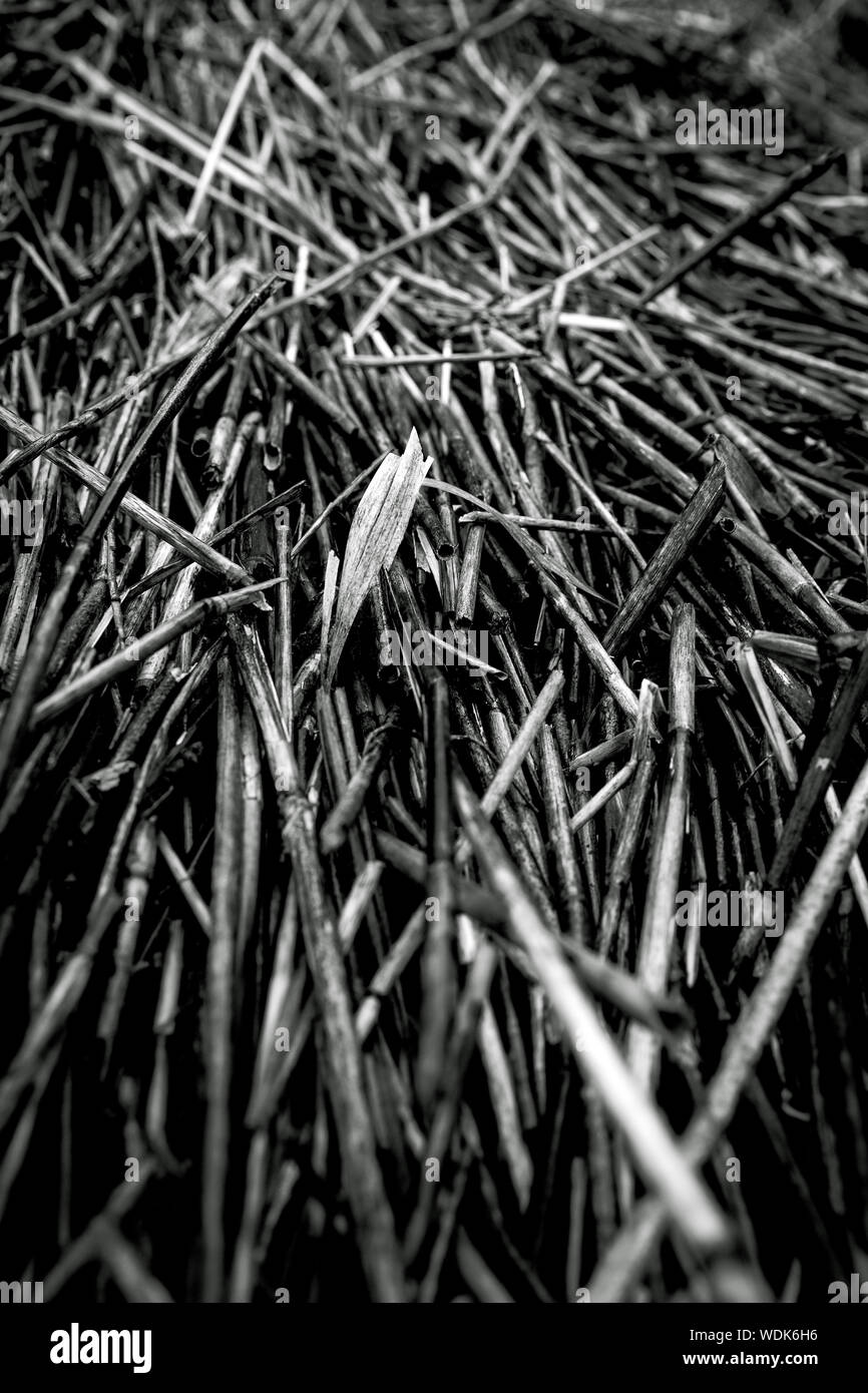 Reed Frame High Resolution Stock Photography and Images - Alamy