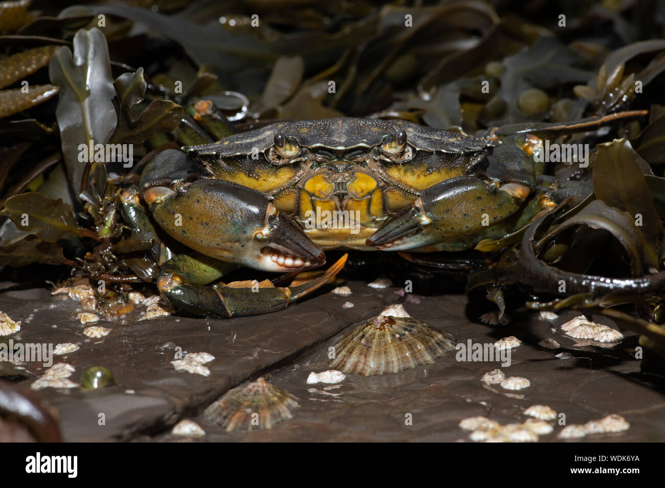 Green Shore Crab (Carcinus maenas Stock Photo - Alamy