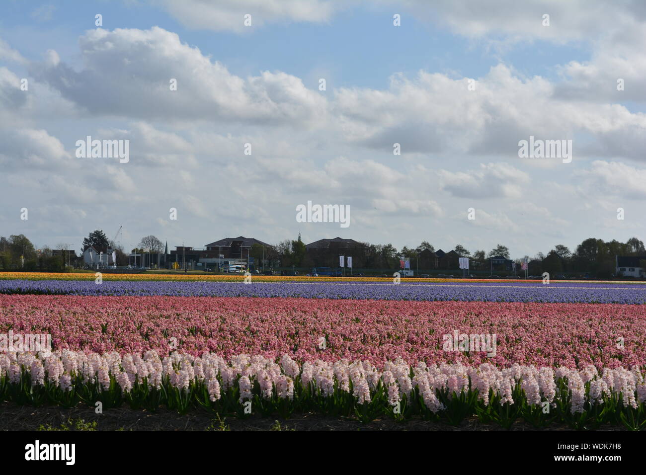 Keukenhof tulips garden hi-res stock photography and images - Alamy