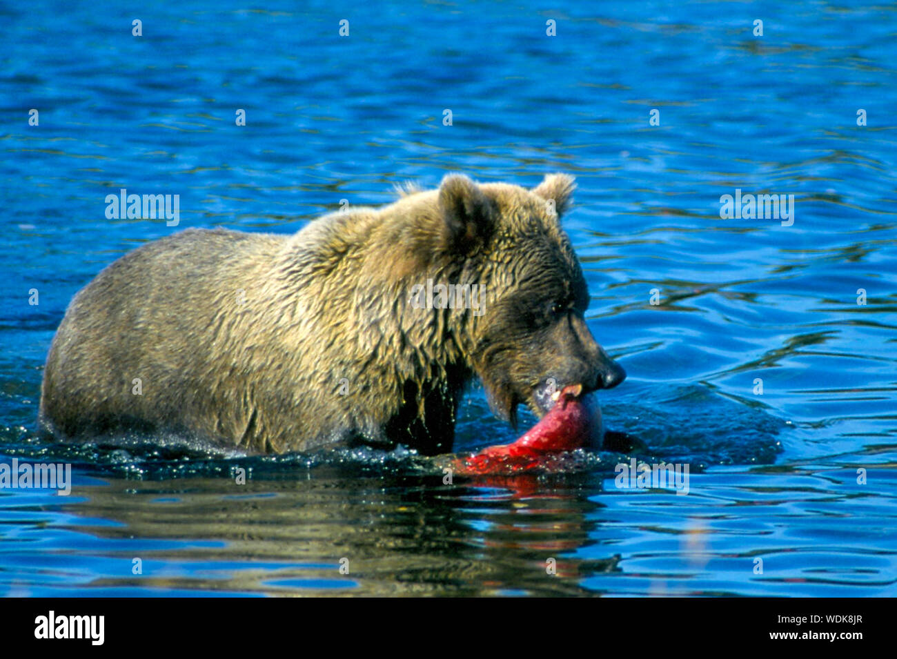 Bear hunting fish hi-res stock photography and images - Alamy