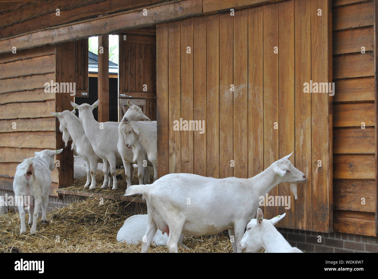 Typical dutch farm near Utrecht, Holland Stock Photo - Alamy