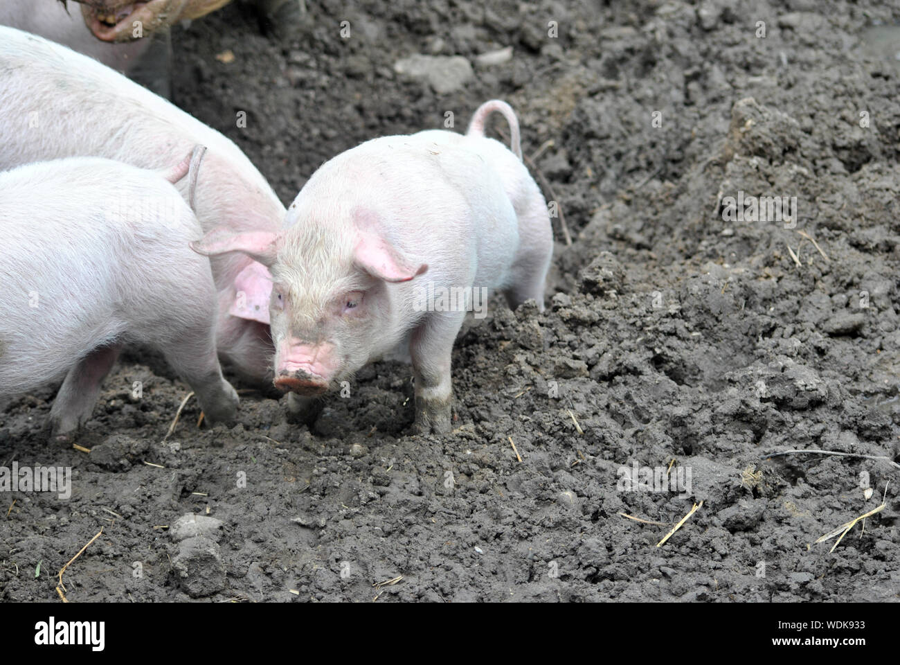 Typical dutch farm near Utrecht, Holland Stock Photo - Alamy