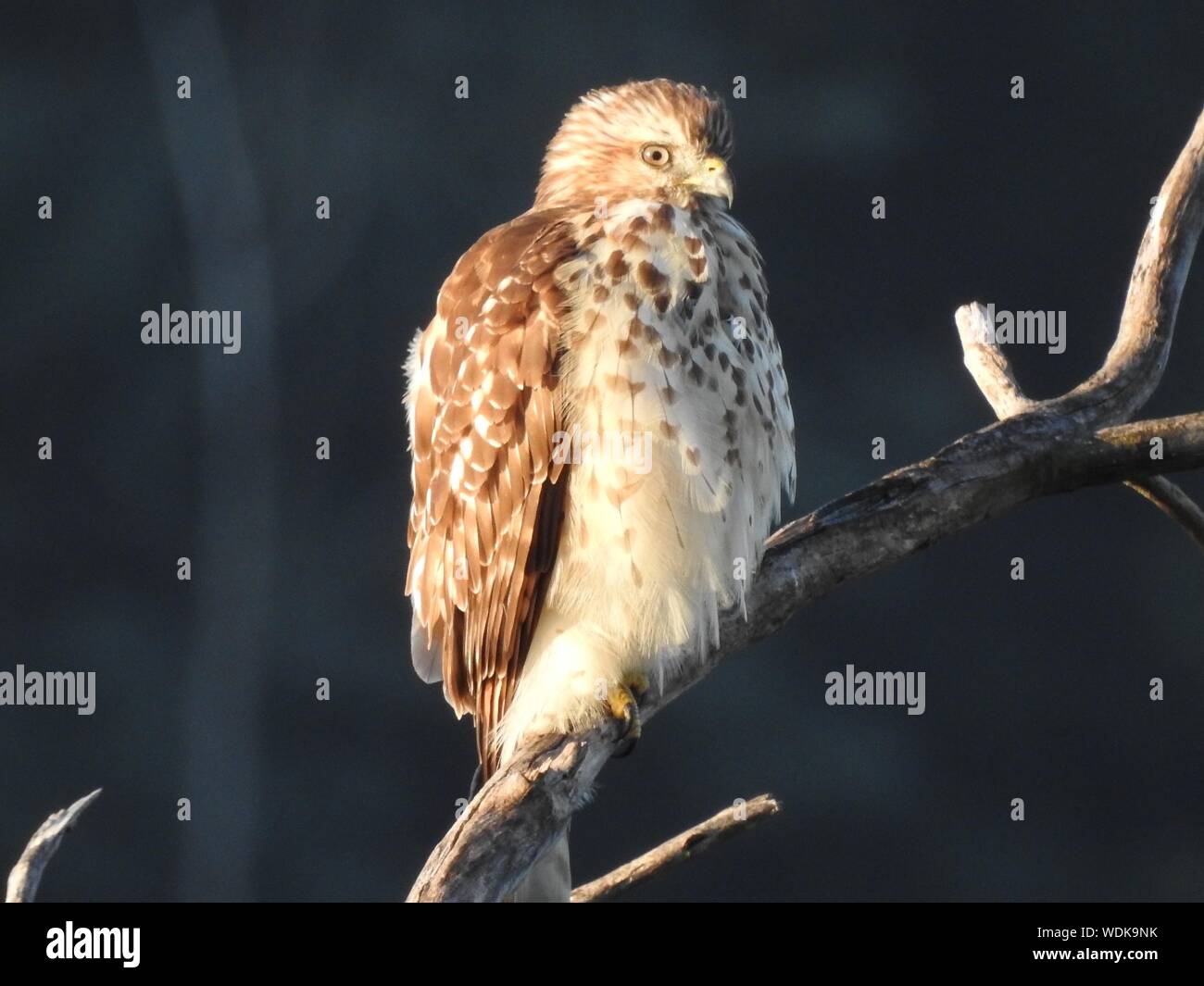 Tree falcon hi-res stock photography and images - Alamy