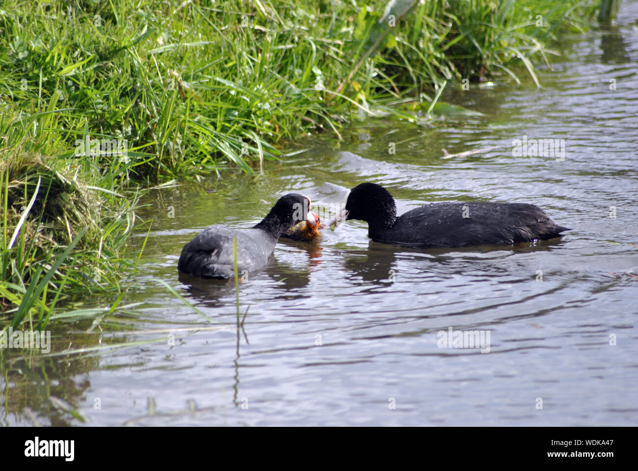 Canal animal hi-res stock photography and images - Alamy