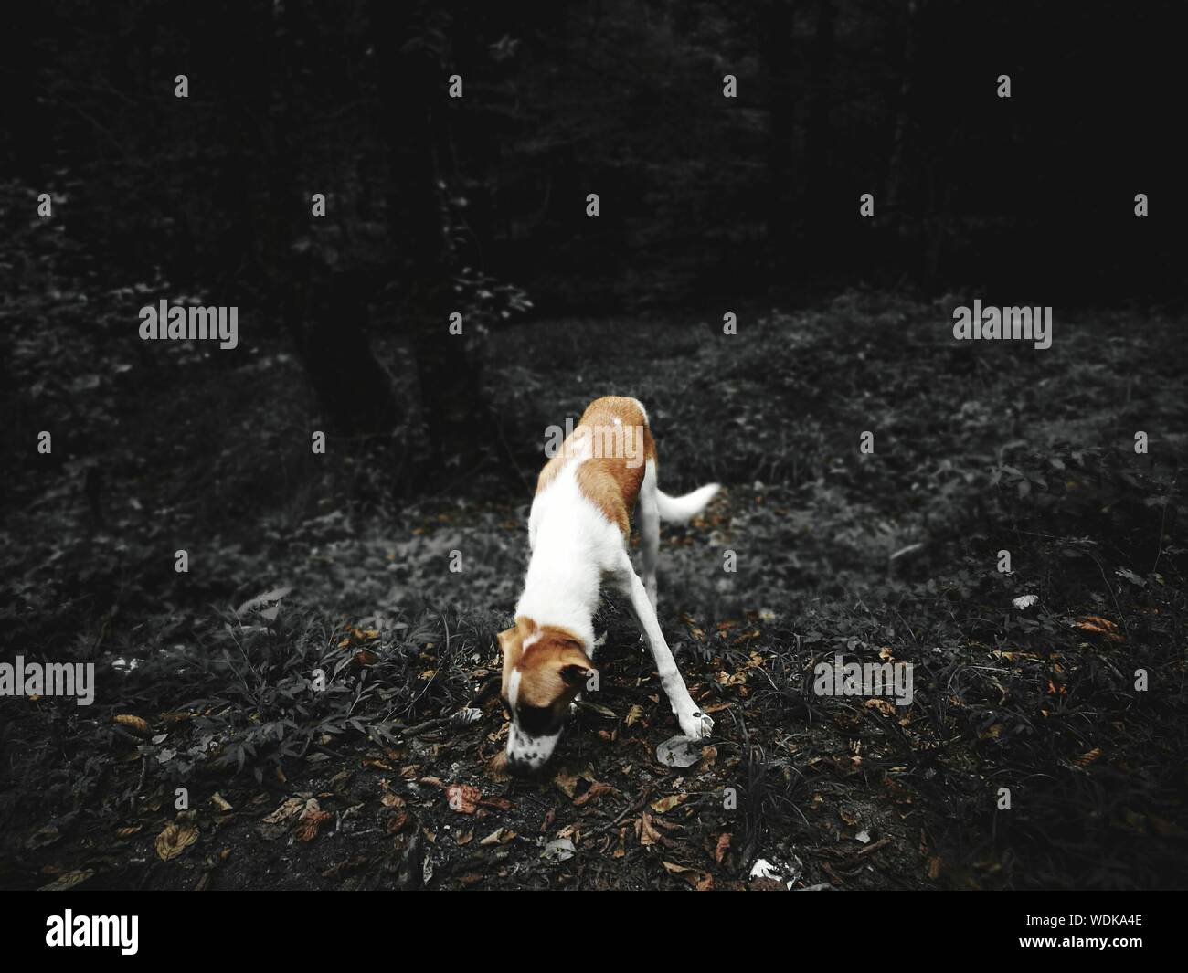 Smelling the ground hi-res stock photography and images - Alamy