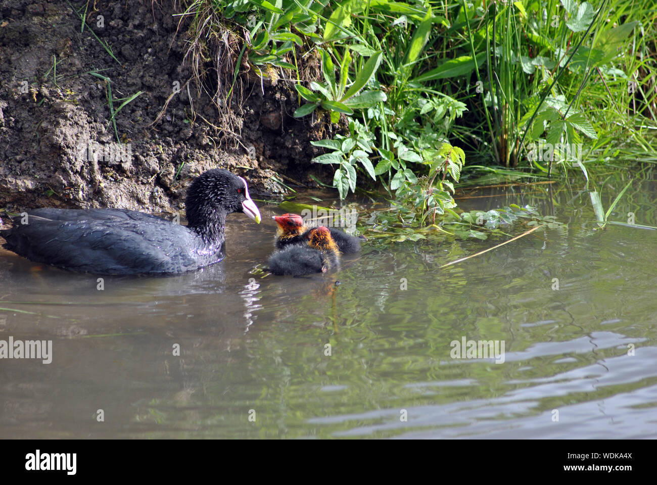 Utrecht, Holland. Duck family Stock Photo - Alamy