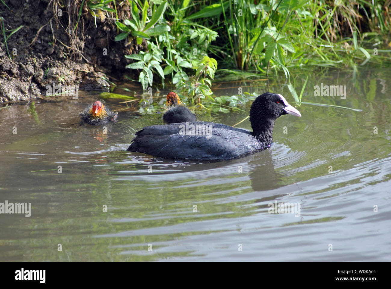 Canal animal hi-res stock photography and images - Alamy