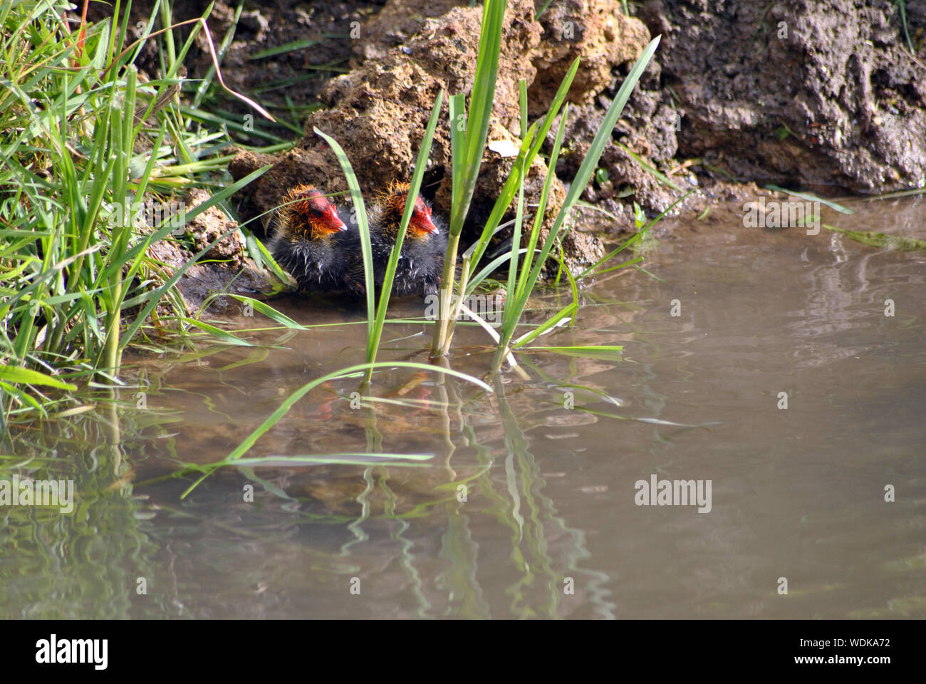 Utrecht, Holland. Duck family Stock Photo - Alamy