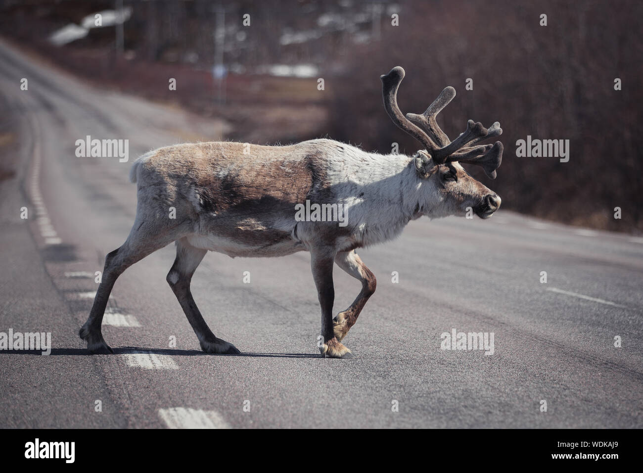 Reindeer crossing the road hi-res stock photography and images - Alamy