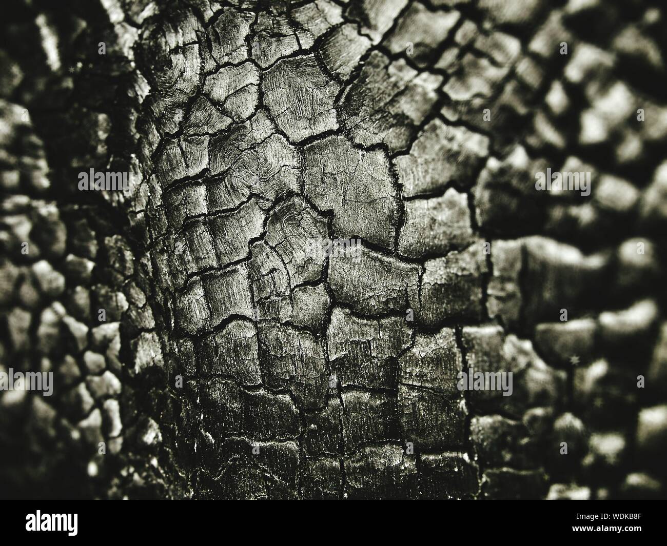 Burnt tree hi-res stock photography and images - Alamy