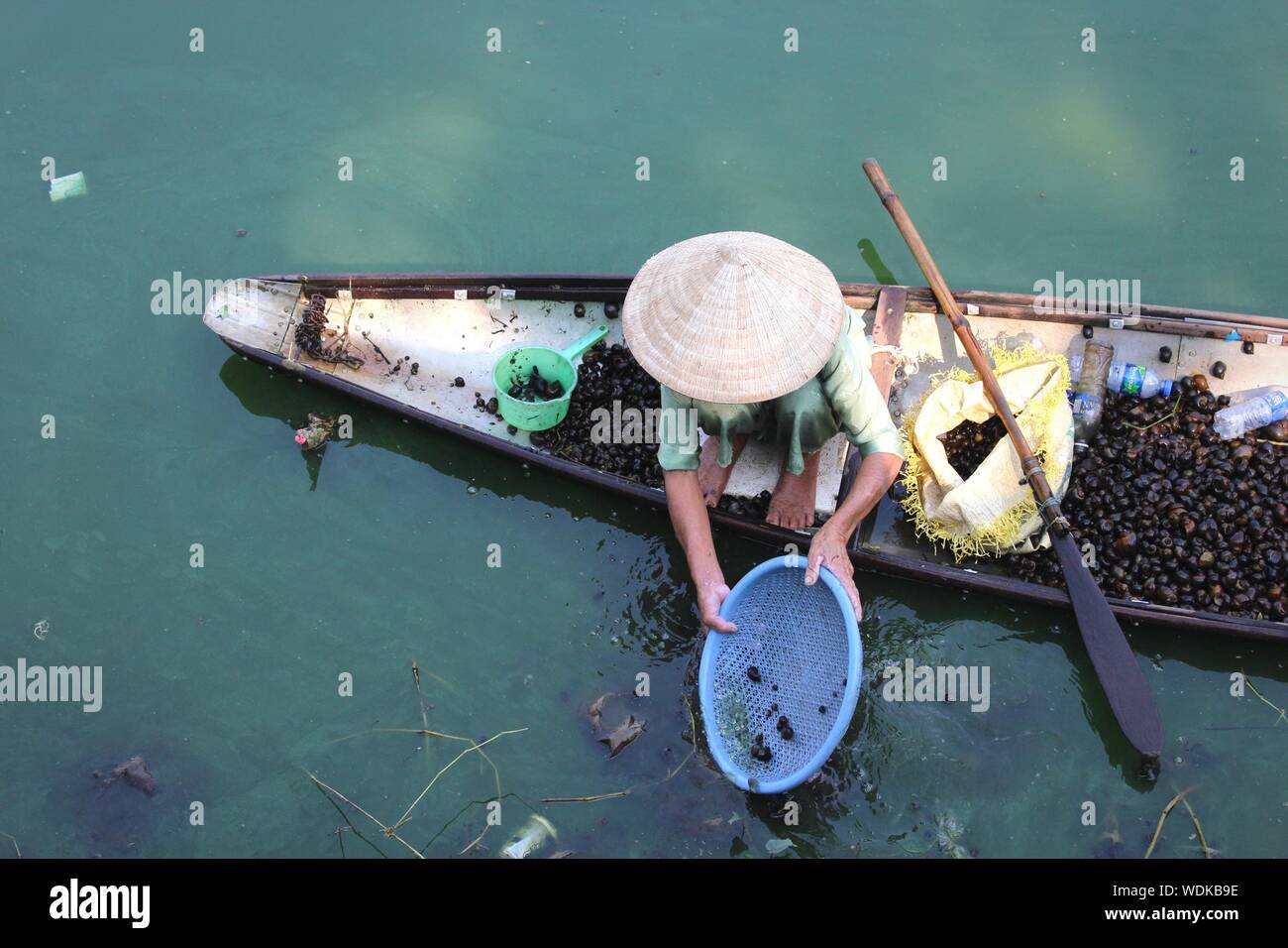 Hat snails hi-res stock photography and images - Alamy