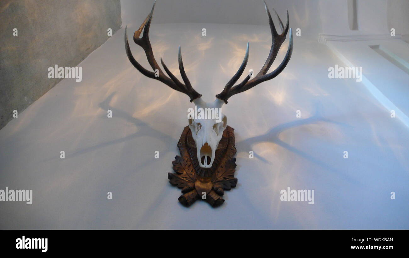 Trophy shadow hi-res stock photography and images - Alamy