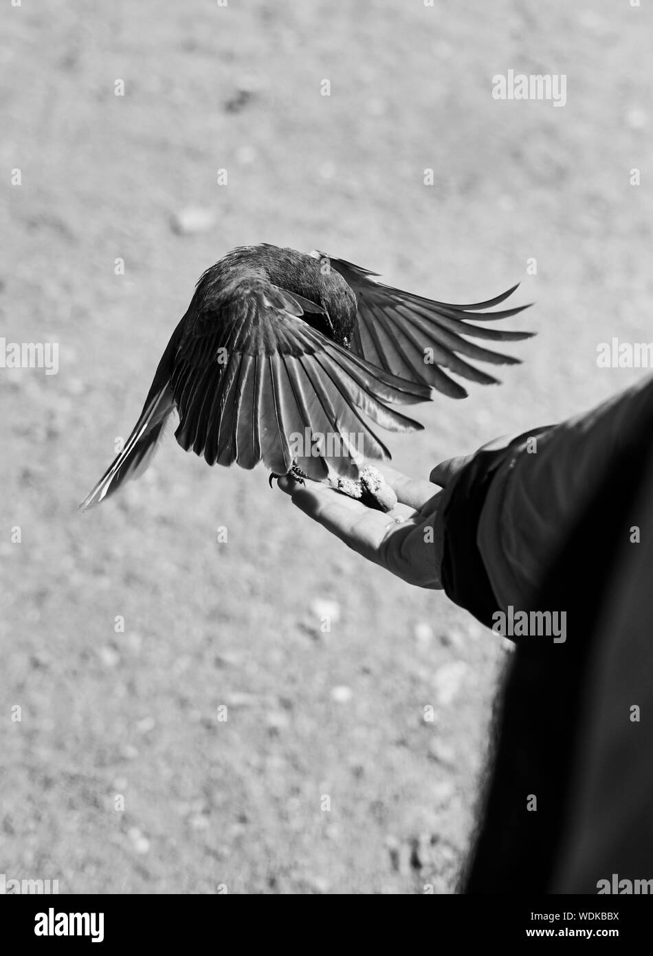 Human hand bird hi-res stock photography and images - Alamy
