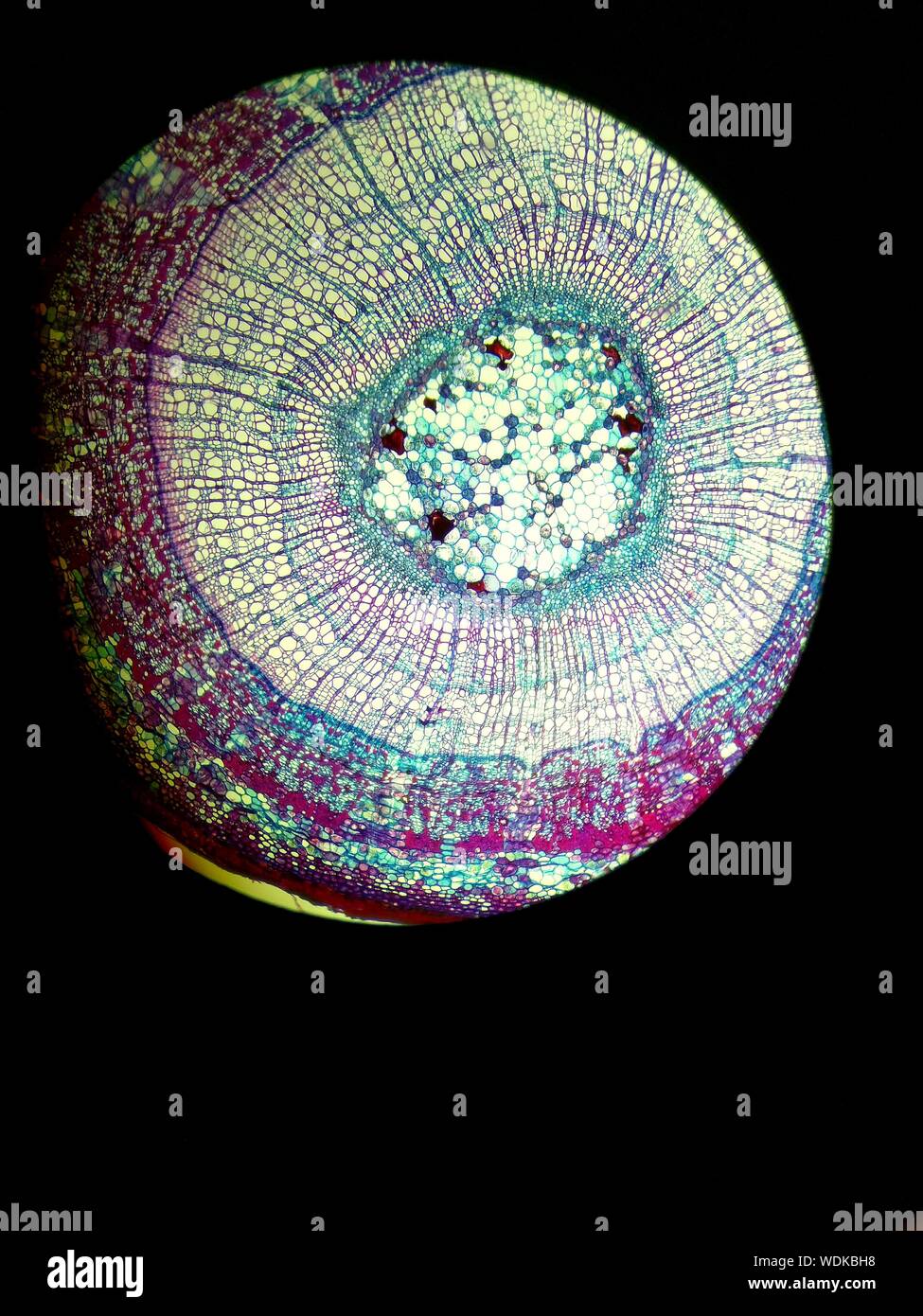 Cross section stem microscope hi-res stock photography and images - Alamy