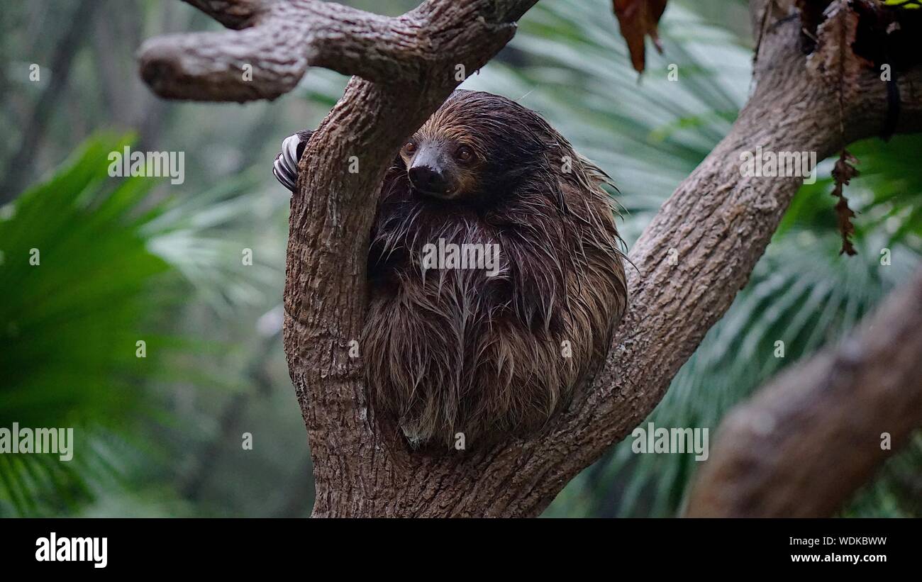 Wet sloth hi-res stock photography and images - Alamy