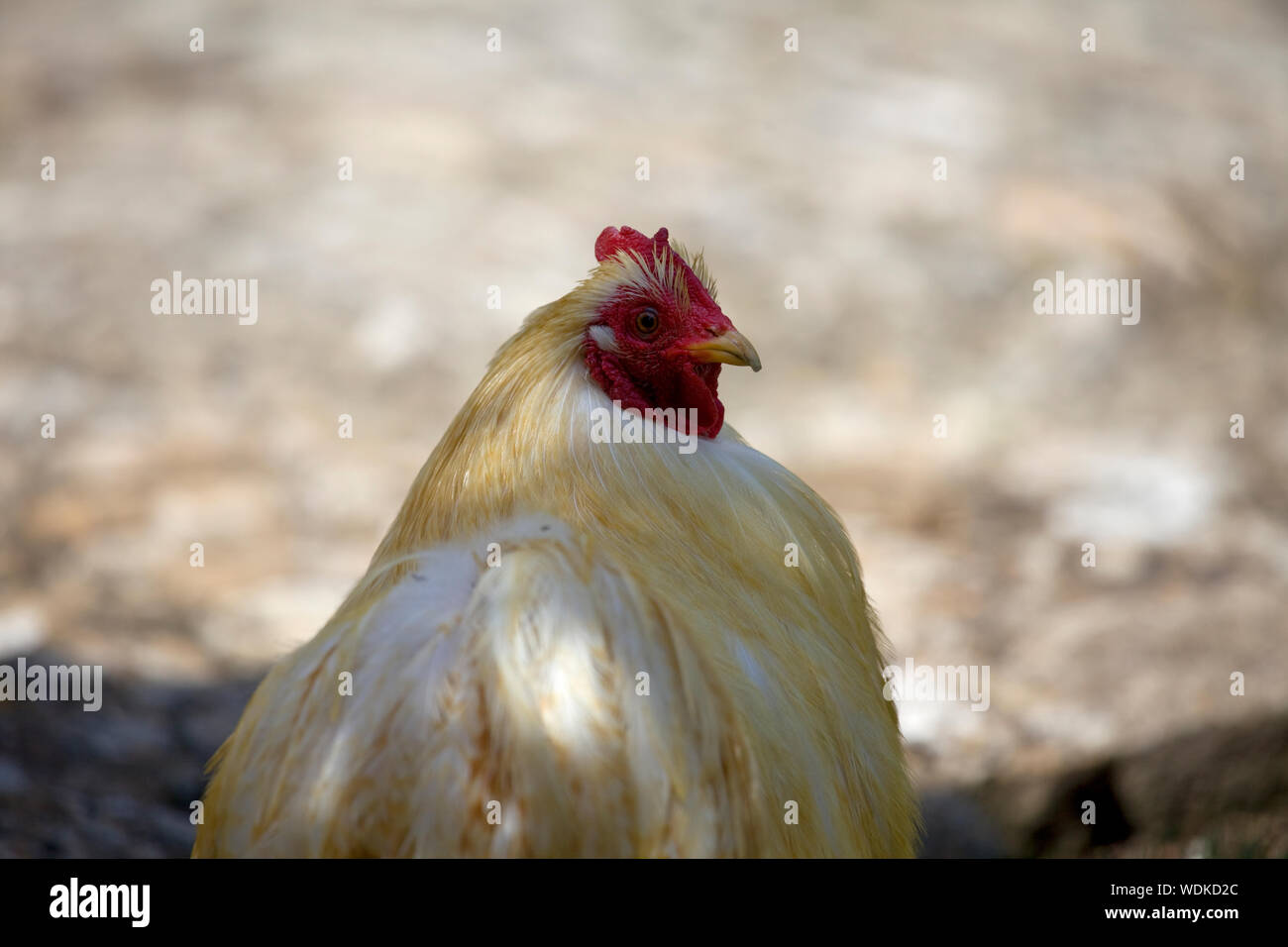 Chicken looking towards camera Stock Photo - Alamy