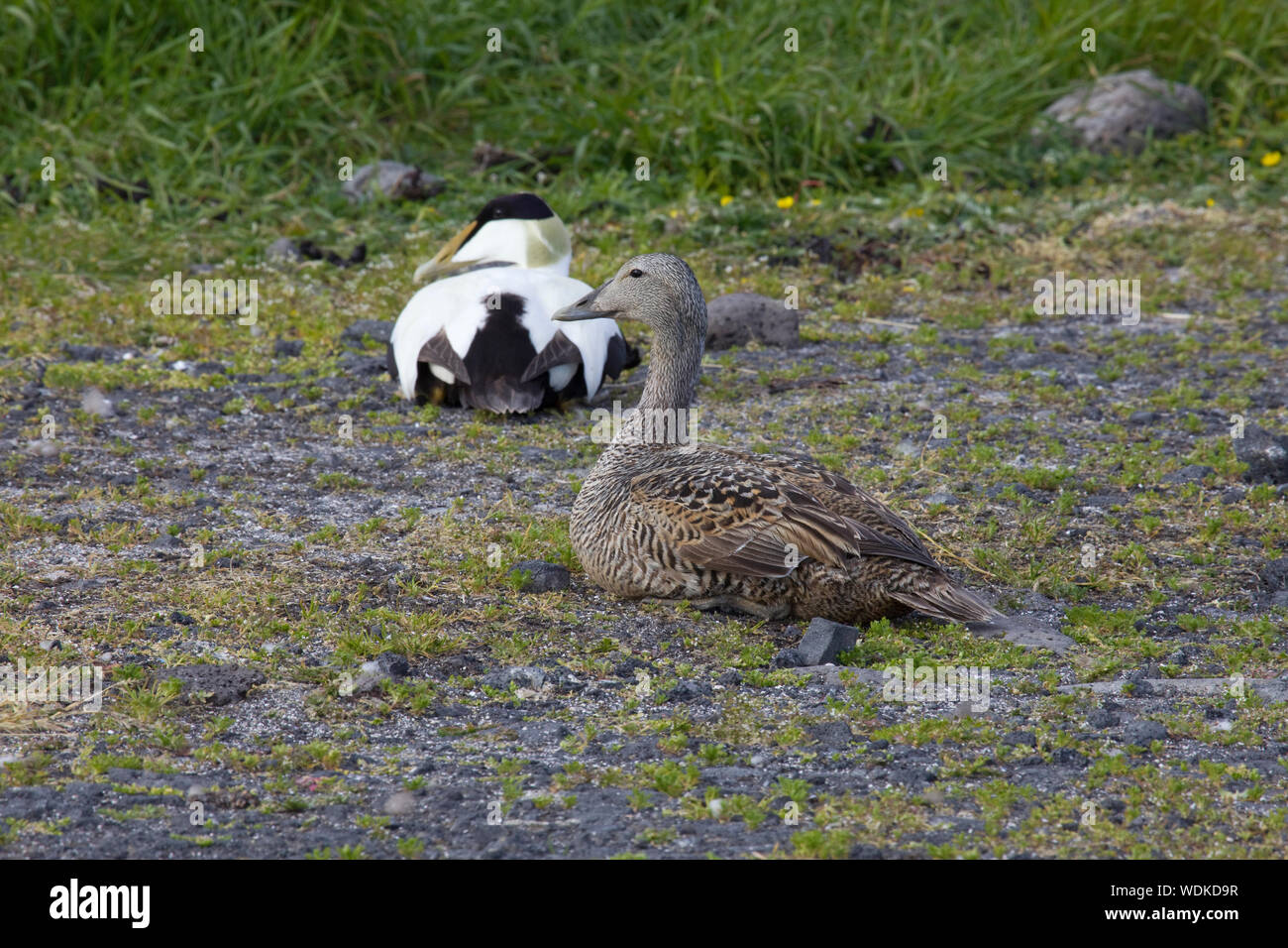 Female common eider ducks hi-res stock photography and images - Alamy
