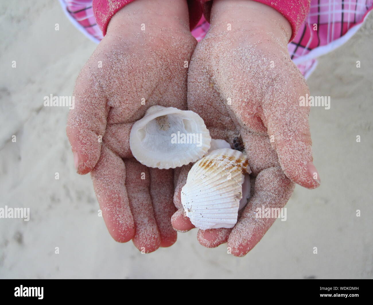 Hands holding shells beach hi-res stock photography and images - Alamy