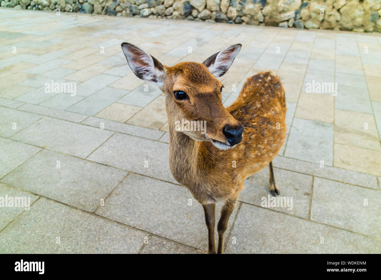 Honshu wildlife hi-res stock photography and images - Alamy