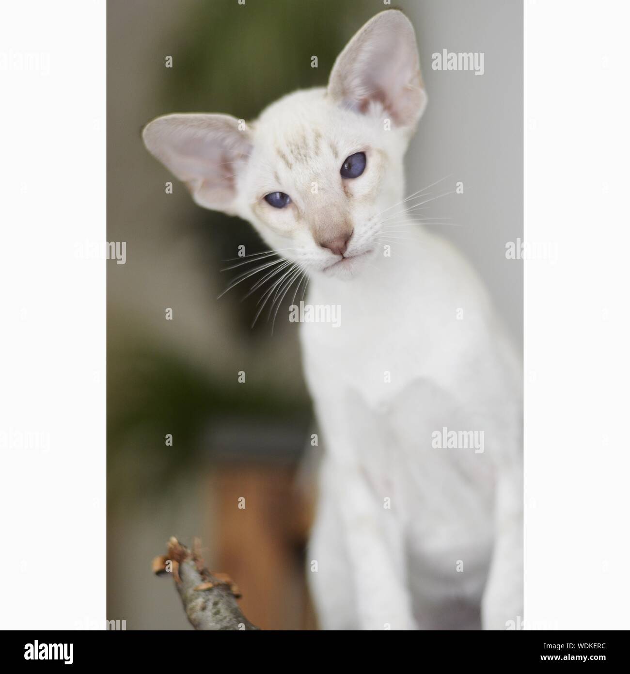 Oriental shorthair hi-res stock photography and images - Alamy
