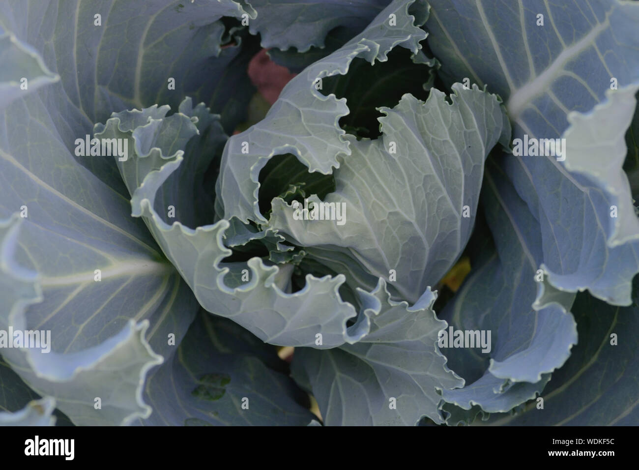 Green cabbage growing in a field, close up Stock Photo - Alamy
