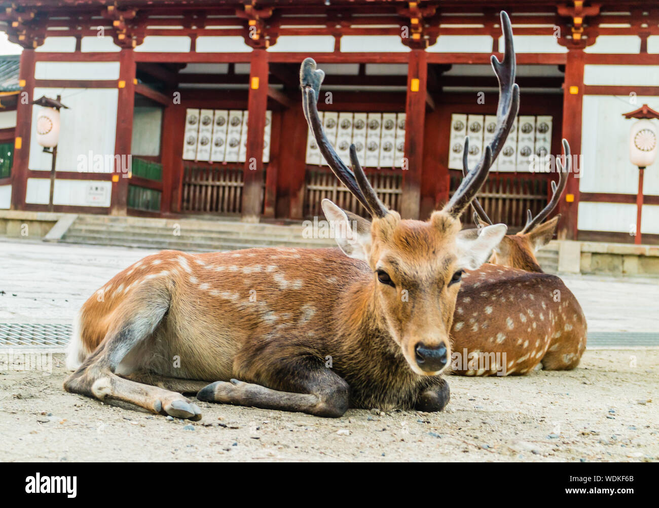 Shika hi-res stock photography and images - Alamy