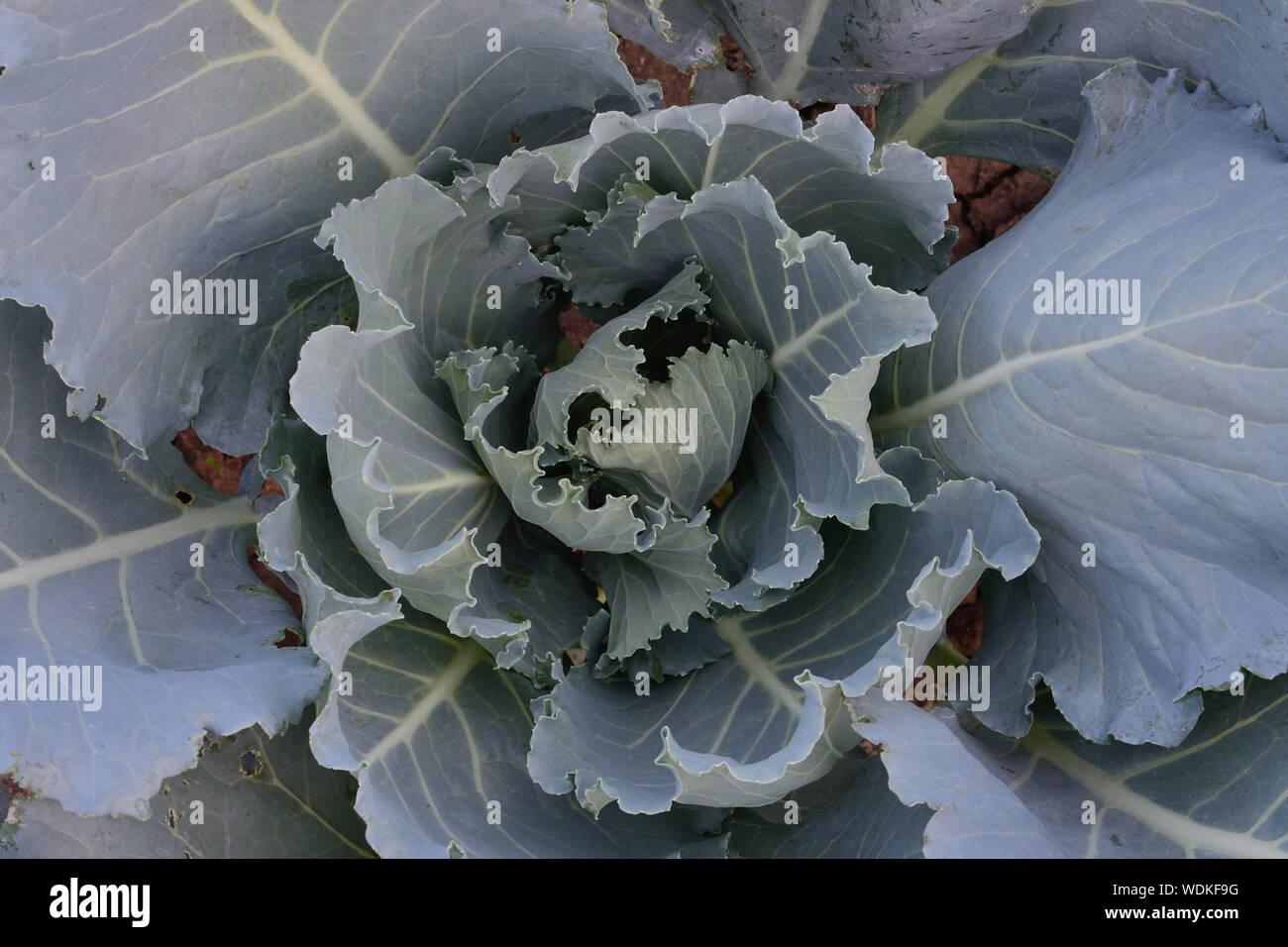Green cabbage growing in a field, close up Stock Photo - Alamy