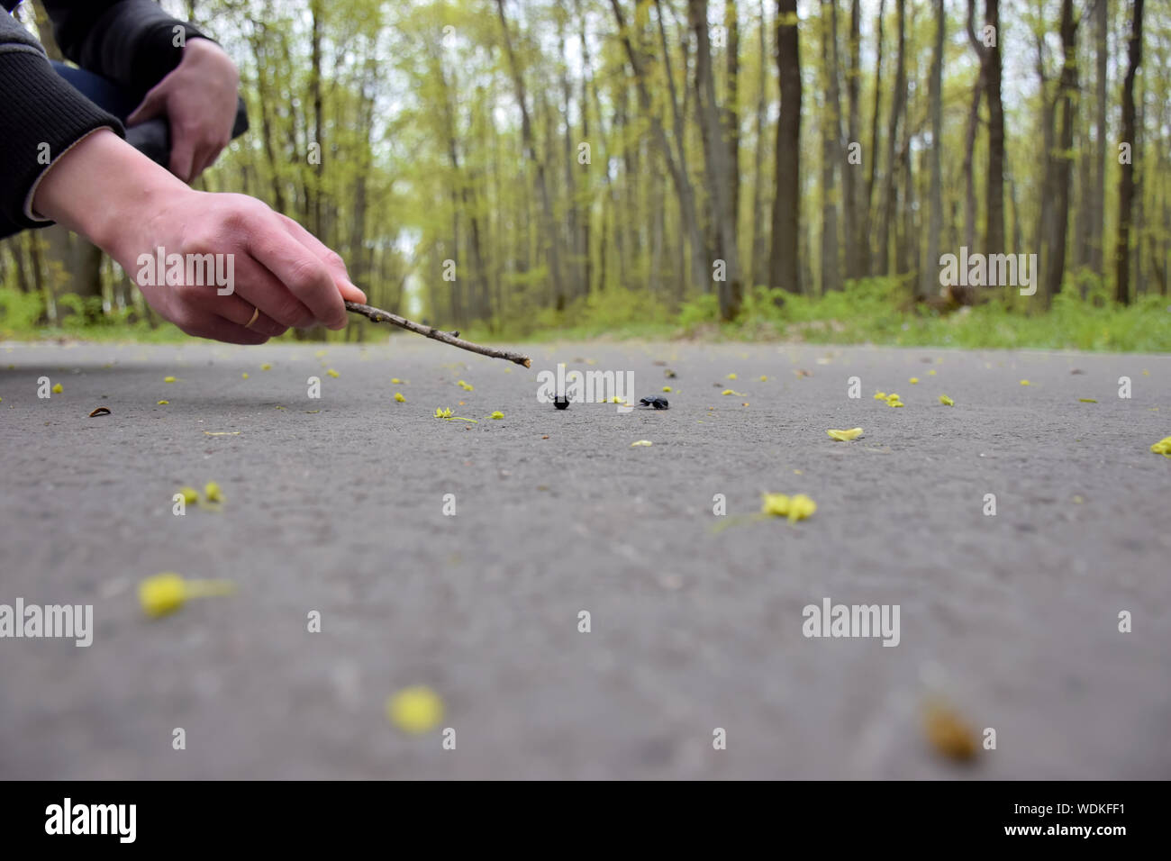 Hand bug hi-res stock photography and images - Alamy
