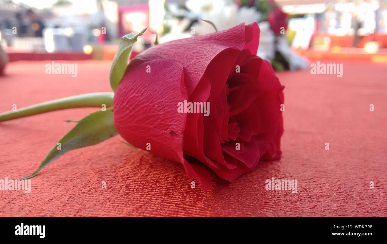 Carpet rose hi-res stock photography and images - Alamy