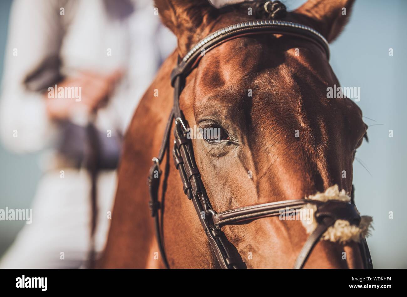 Professional Equestrian Photography