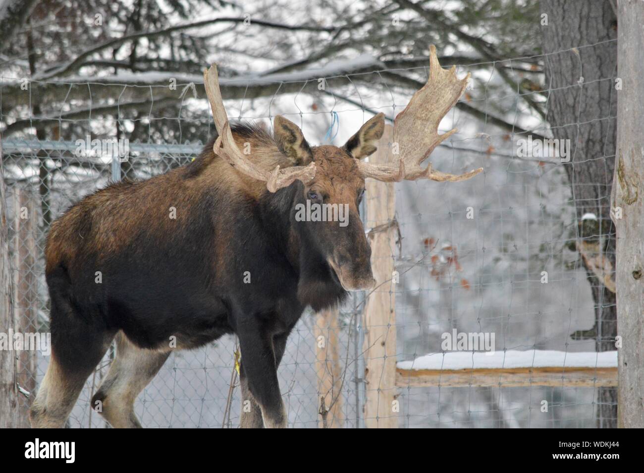 Moose fence hi-res stock photography and images - Alamy