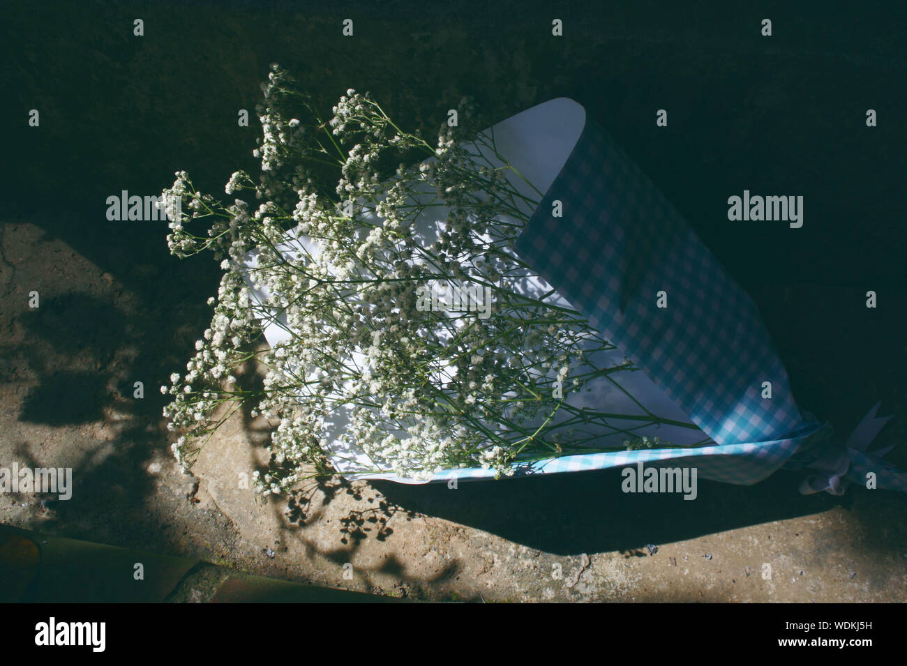 Gypsophila High Resolution Stock Photography and Images - Alamy