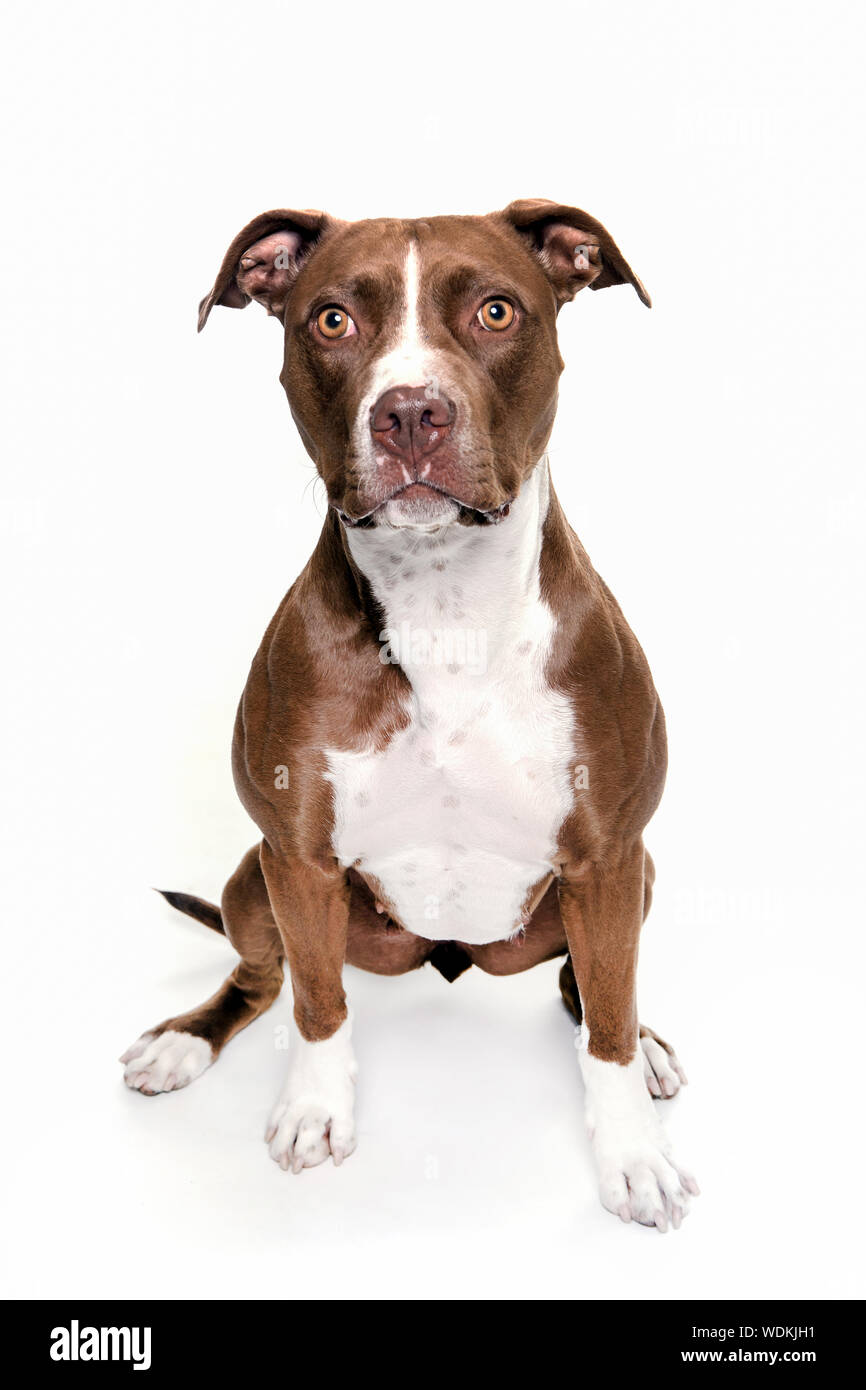 Brown pit bull hi-res stock photography and images - Alamy